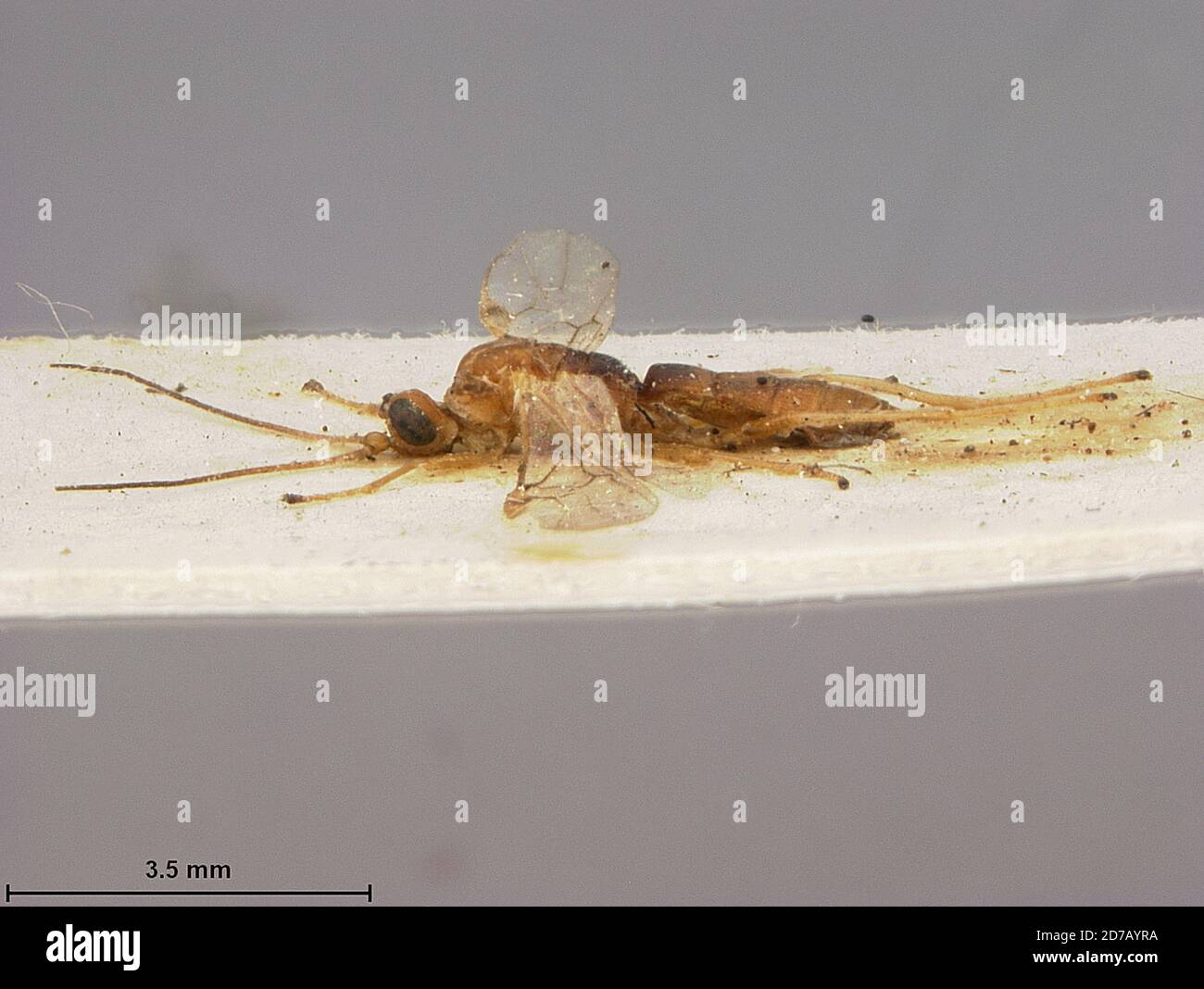 Gifu, Japan, Rhogas japonicus Ashmead, Animalia, Arthropoda, Insecta ...