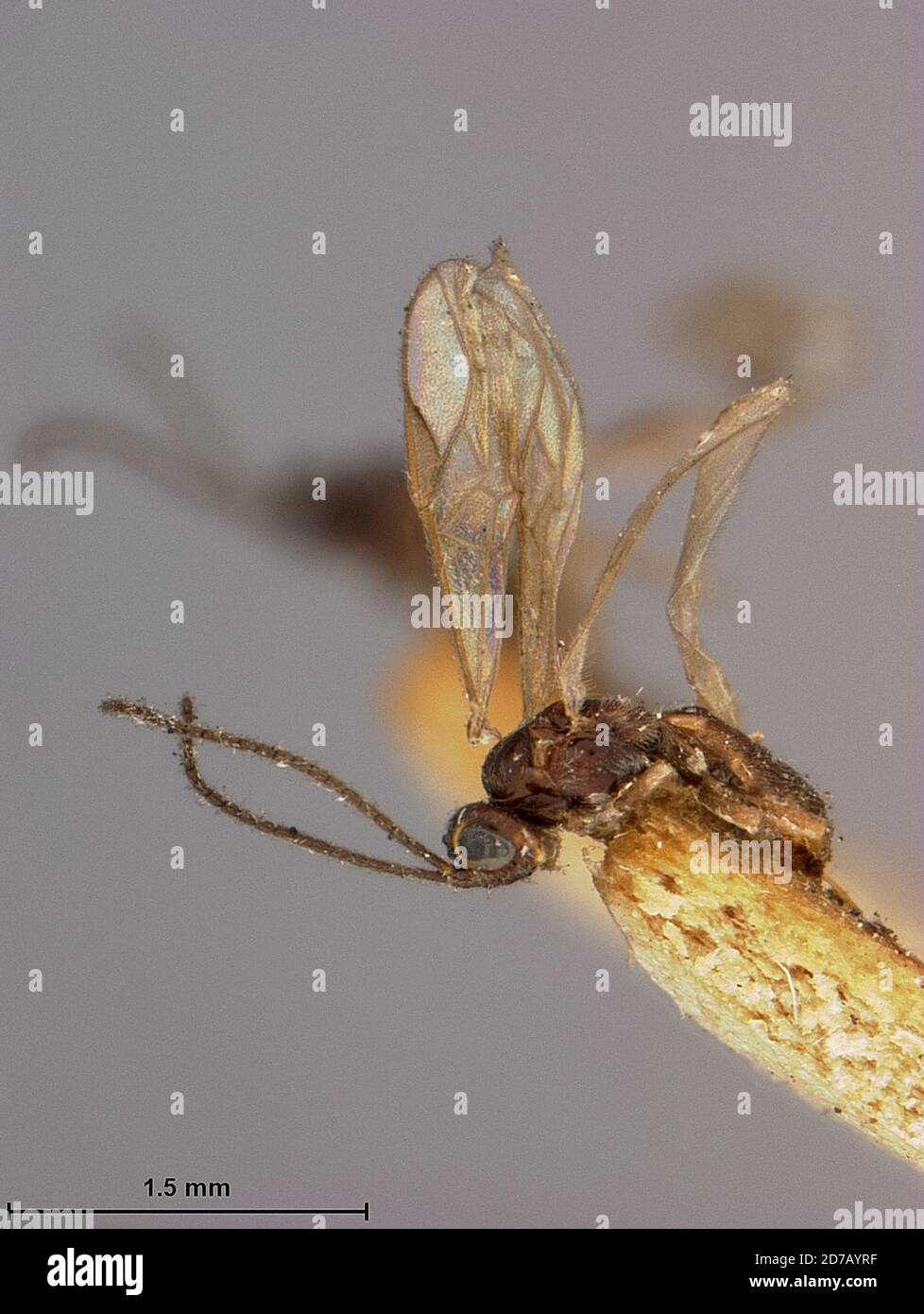 Bracon junci ashmead hi-res stock photography and images - Alamy