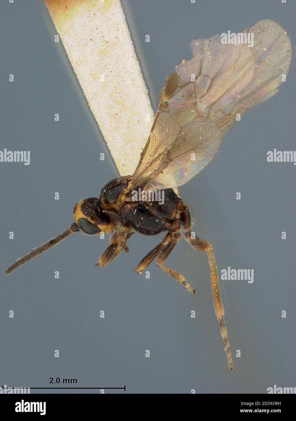 Los Angeles, California, United States, Bracon juglandis Ashmead ...