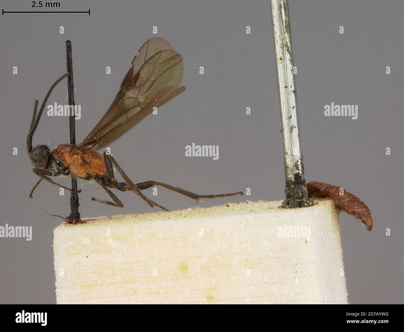 Alameda, California, United States, Bracon koebelei Ashmead, Animalia ...