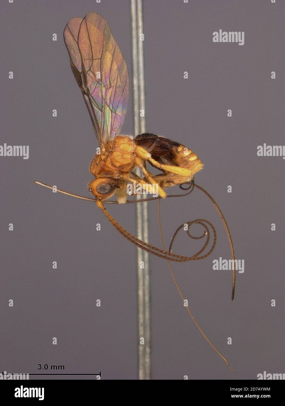 Manila, Rizal, Philippines, Biosteres longicaudatus Ashmead, Animalia ...