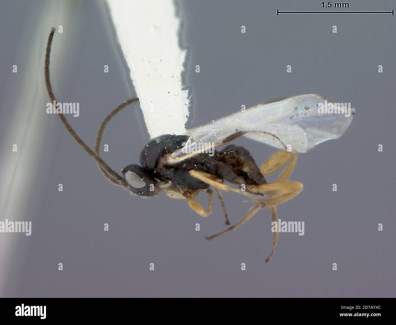 Manila, Rizal, Philippines, Glypapanteles manilae Ashmead, Animalia ...
