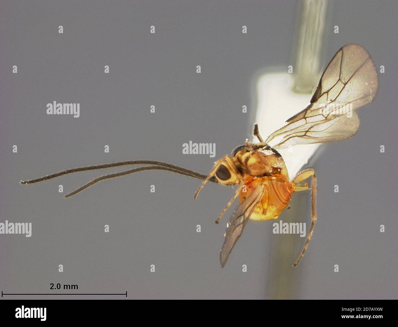 Manila, Rizal, Philippines, Microbracon luteiceps Ashmead, Animalia ...
