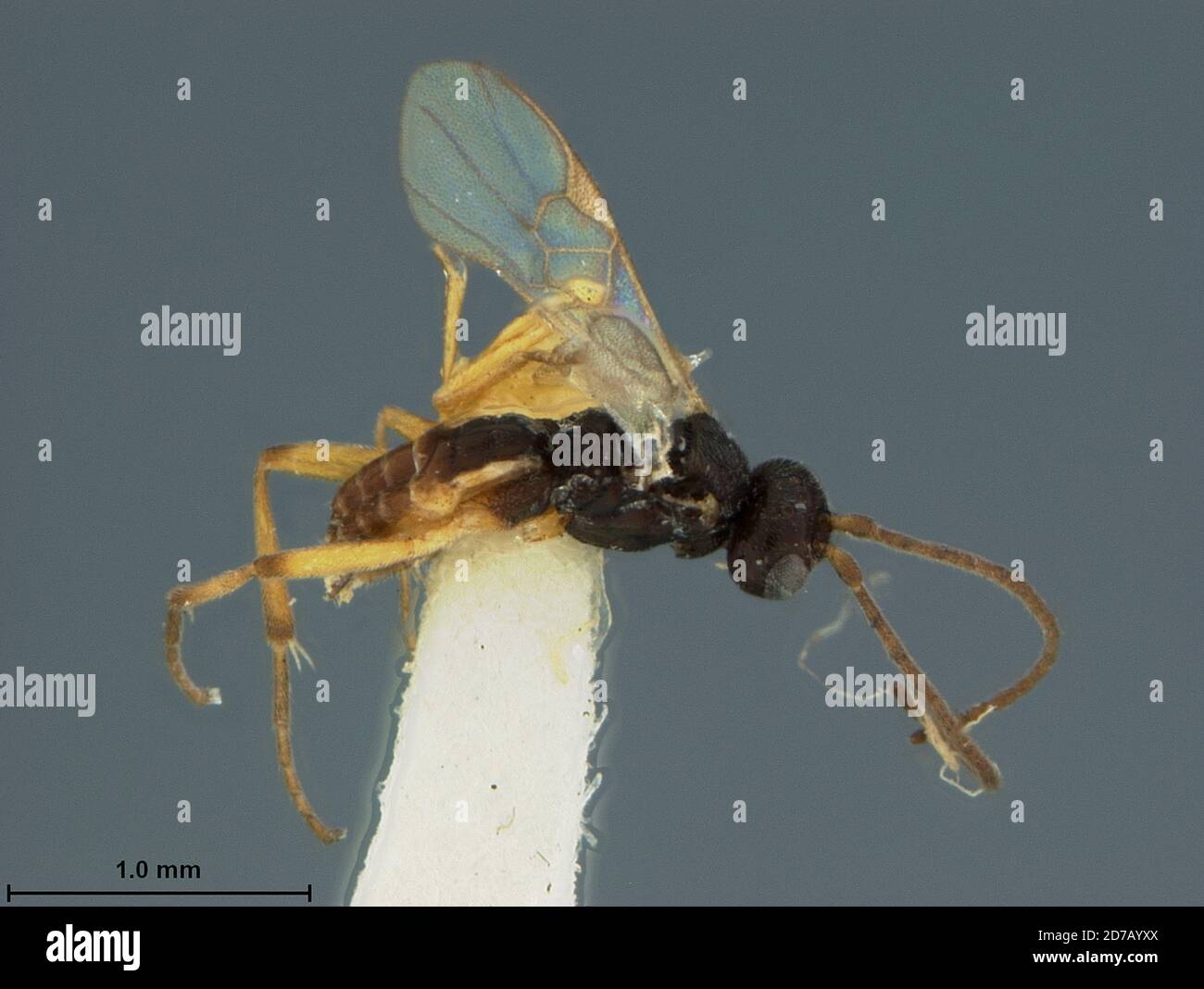 Manila, Rizal, Philippines, Apanteles manilae Ashmead, Animalia ...