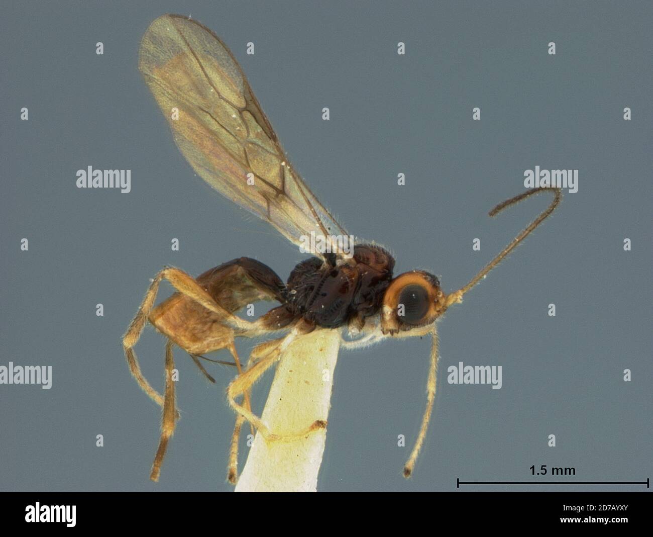 Manila, Rizal, Philippines, Goniarchus malayensis Ashmead, Animalia ...