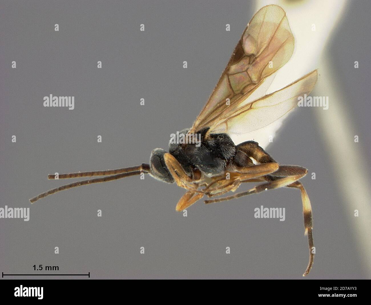Manila, Rizal, Philippines, Microplitis manillae Ashmead, Animalia ...