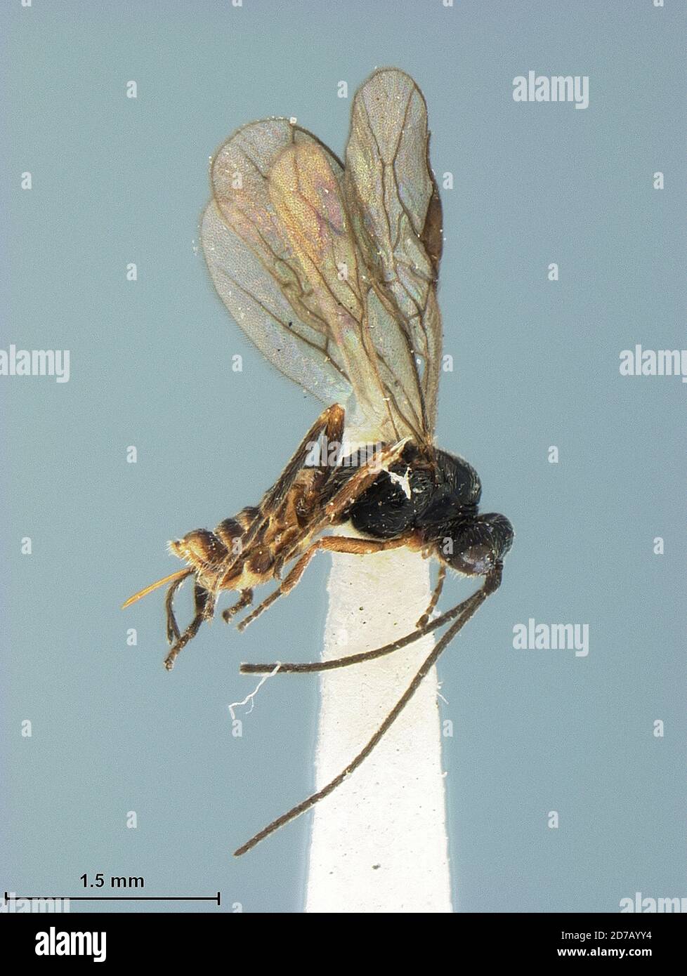 Ottawa, Ontario, Canada, Bracon melanaspis Ashmead, 1897, Animalia ...