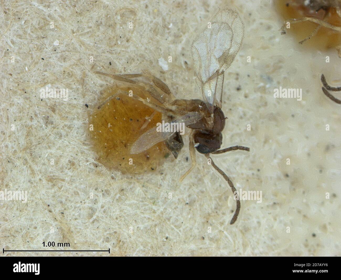 Lysiphlebus minutus ashmead hi-res stock photography and images - Alamy