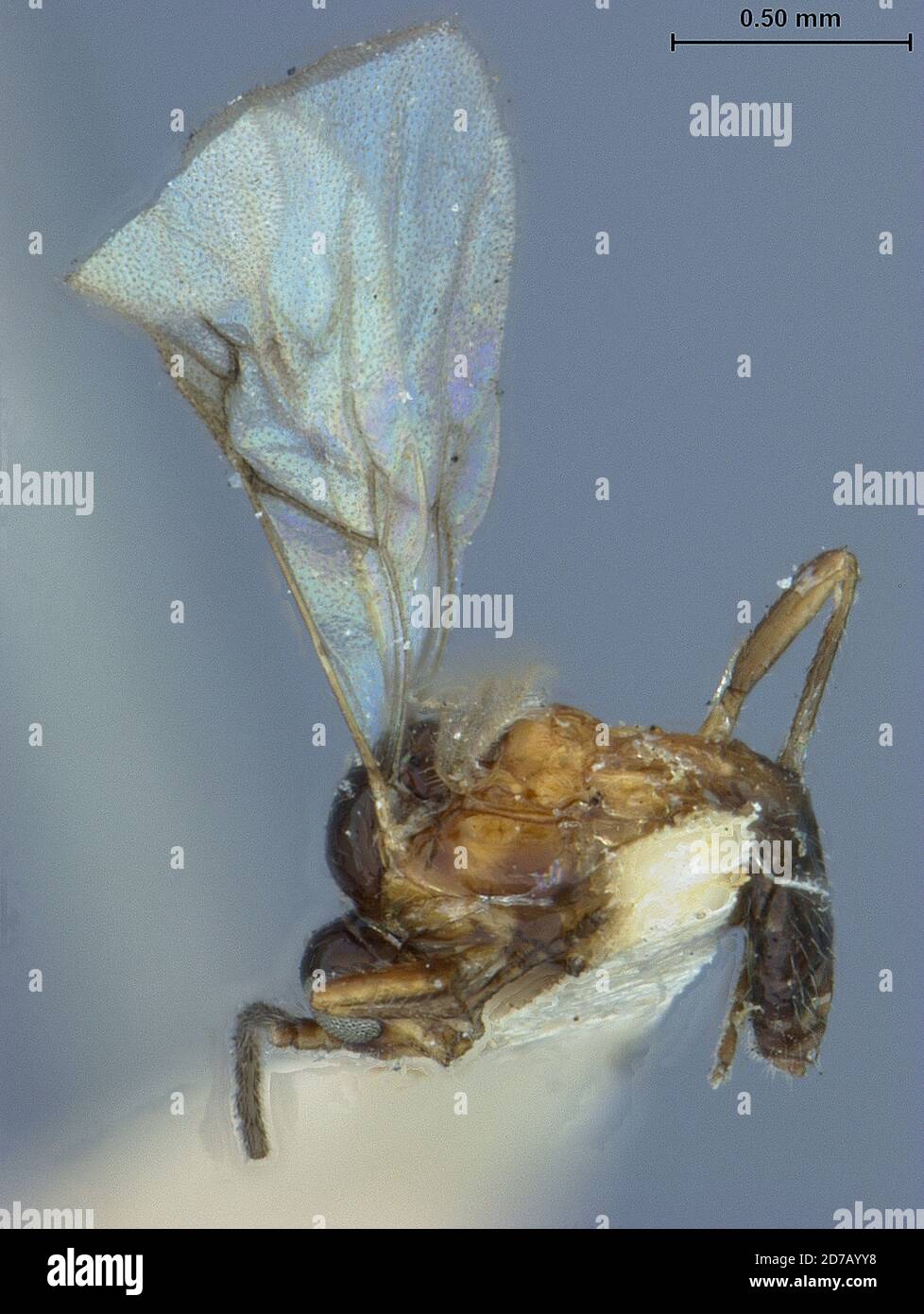 Lysiphlebus multiarticulatus ashmead hi-res stock photography and ...