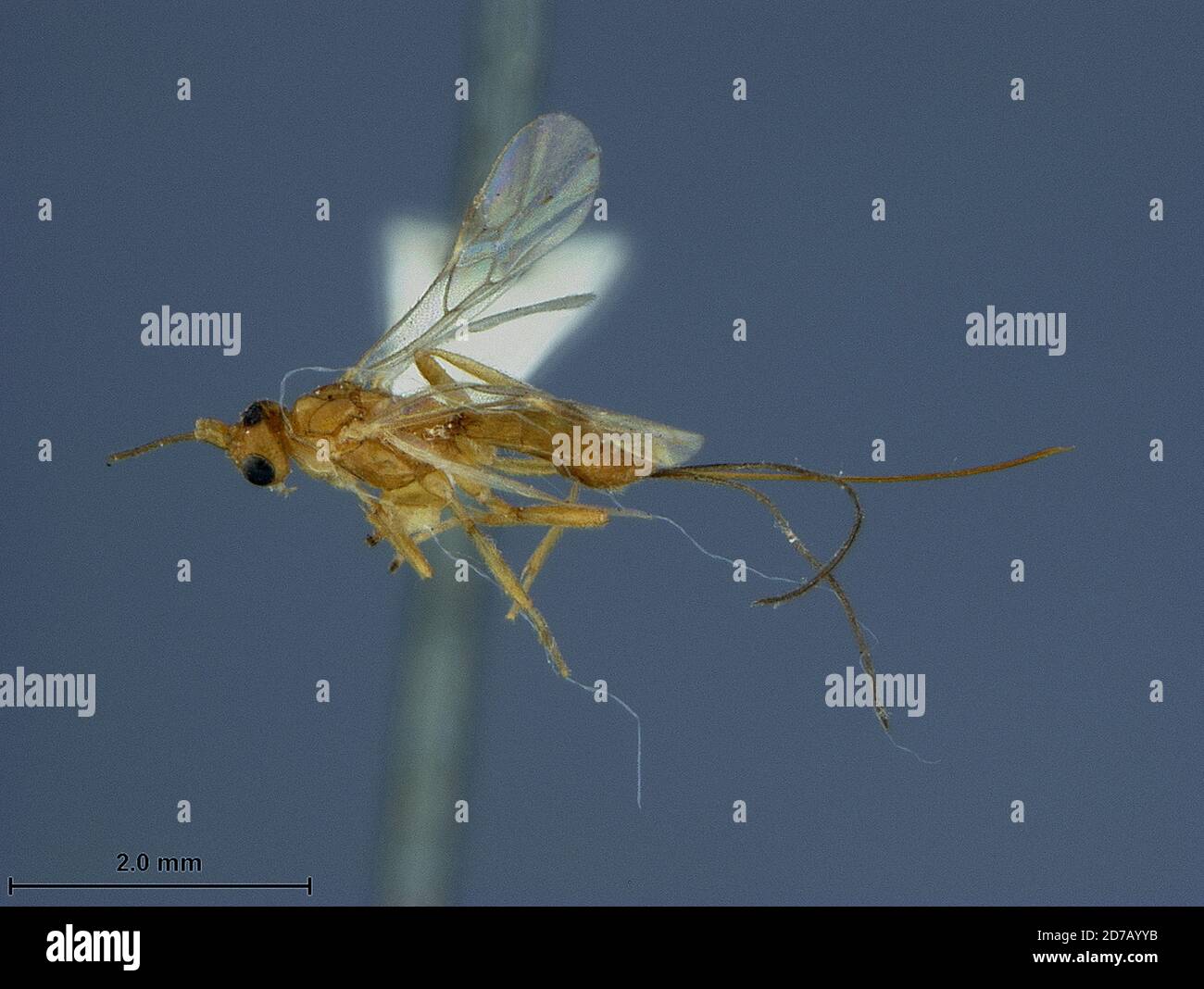 Champaran (East or West), Bihar, India, Macrocentrus nicevillei Ashmead ...