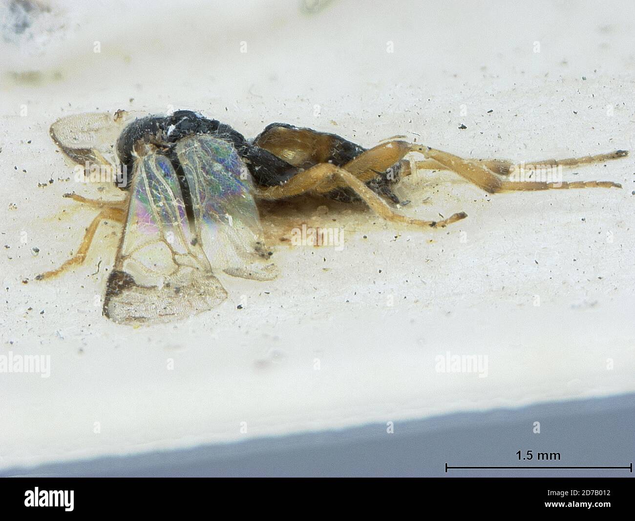 Gifu, Japan, Glypapanteles nawaii Ashmead, Animalia, Arthropoda ...