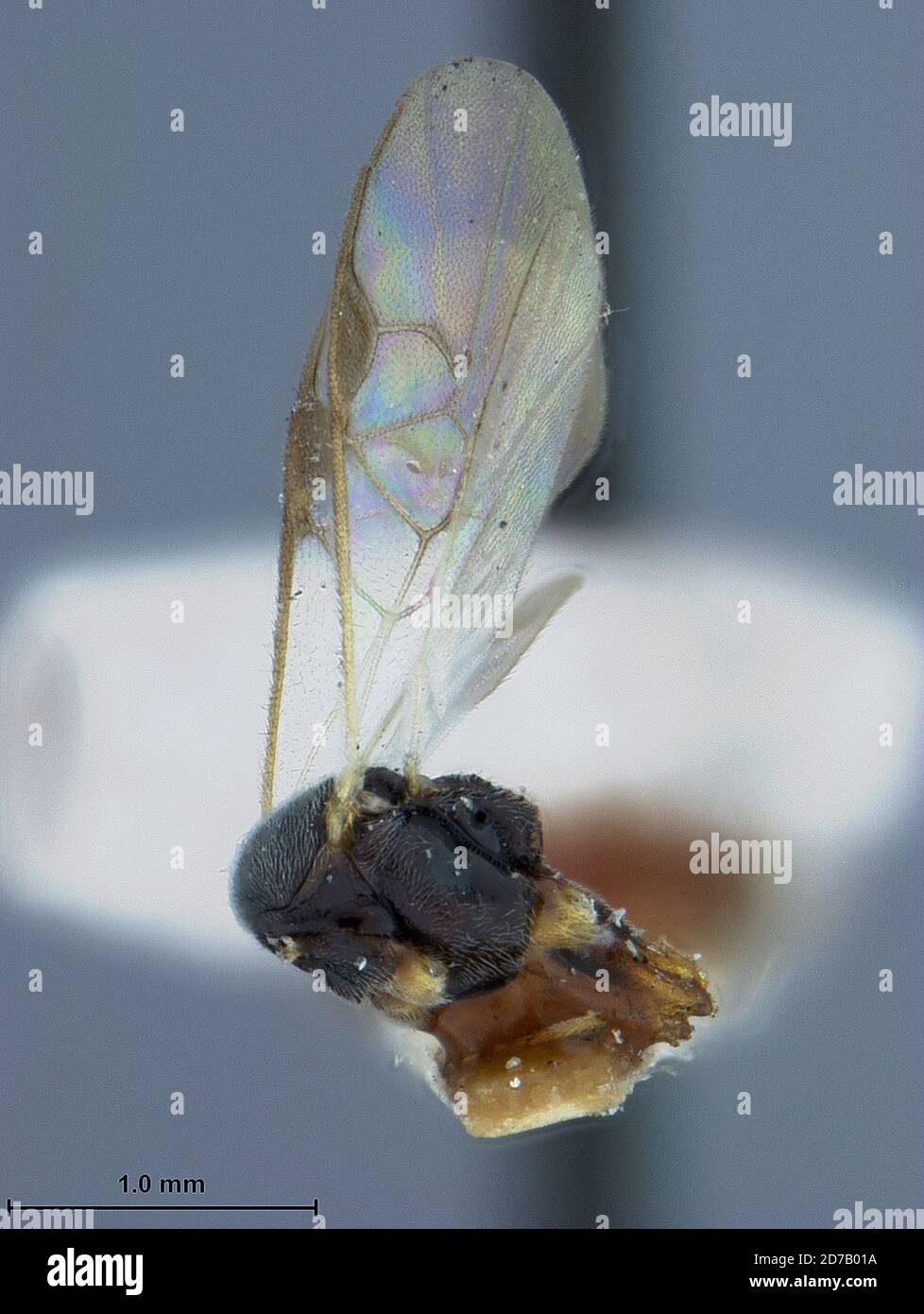 Apanteles hi-res stock photography and images - Alamy