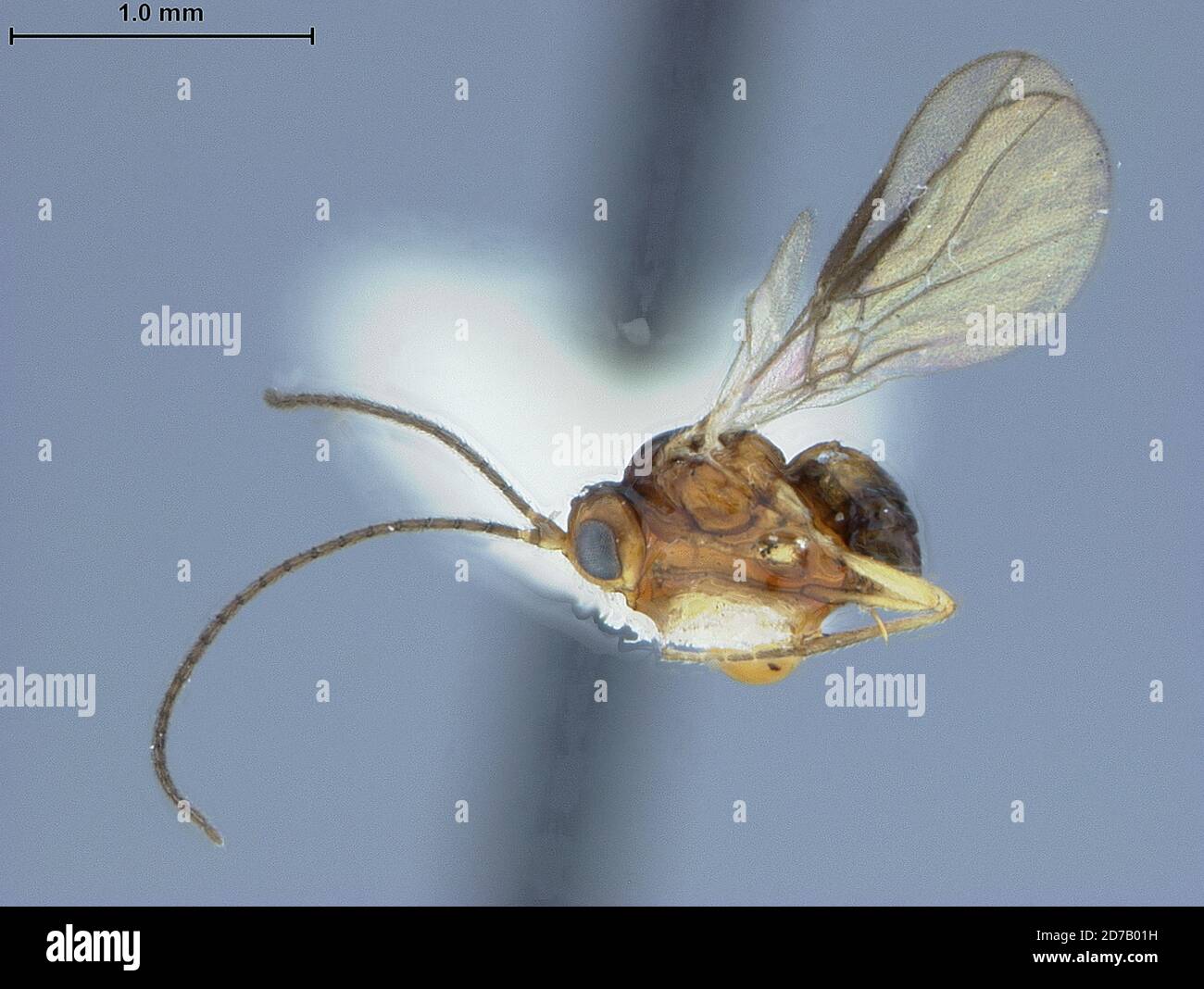Manila, Rizal, Philippines, Eurytenes nanus Ashmead, Animalia ...