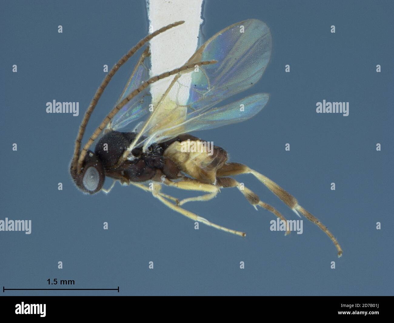 Manila, Rizal, Philippines, Apanteles philippinensis Ashmead, Animalia ...