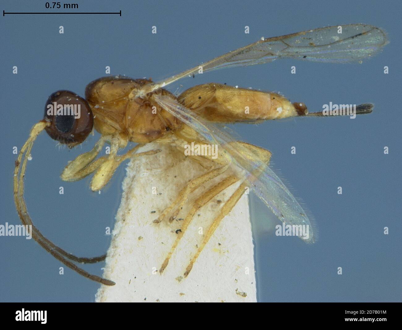 Morgantown, Monongalia, West Virginia, United States, Ecphylus ...