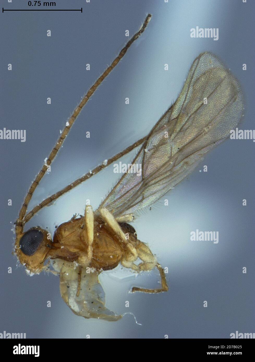 Manila, Rizal, Philippines, Homiopterus pacificus Ashmead, Animalia ...