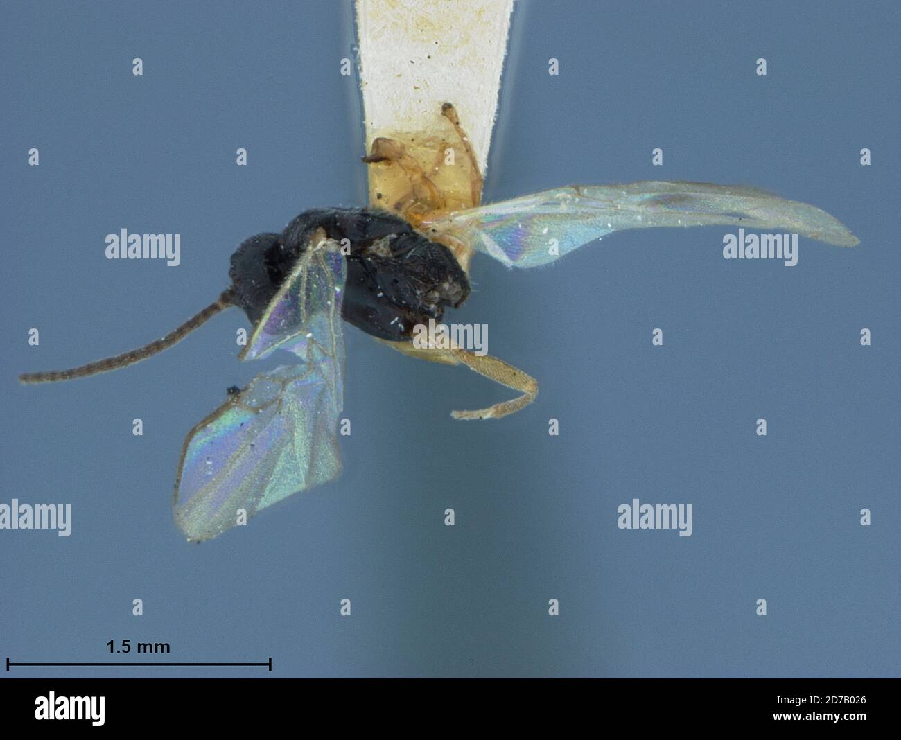 Apanteles orgyiae ashmead hi-res stock photography and images - Alamy