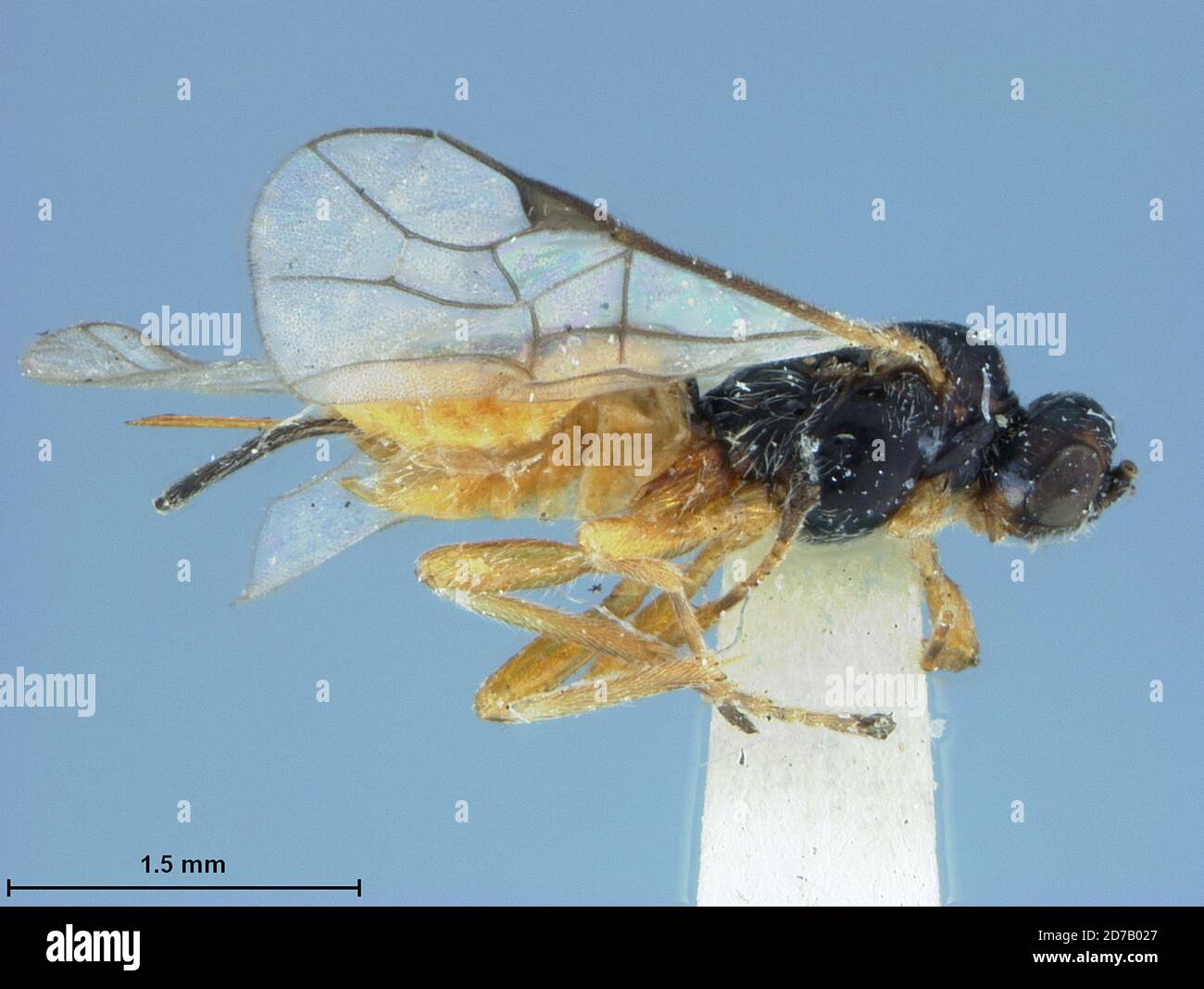 1903 animalia hi-res stock photography and images - Alamy