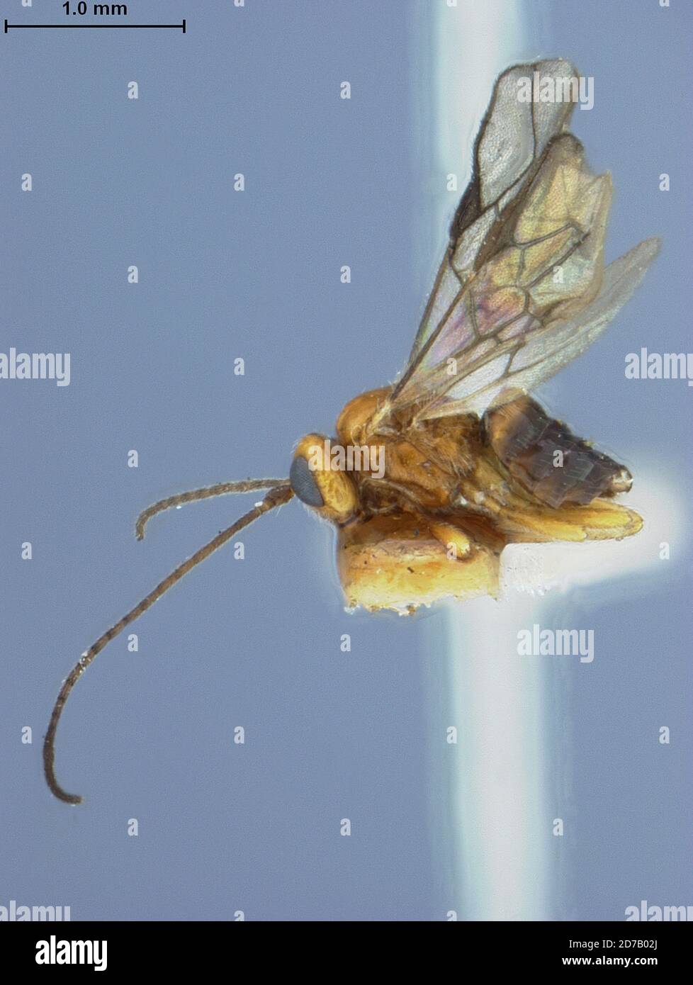 Manila, Rizal, Philippines, Opius philippinensis Ashmead, Animalia ...