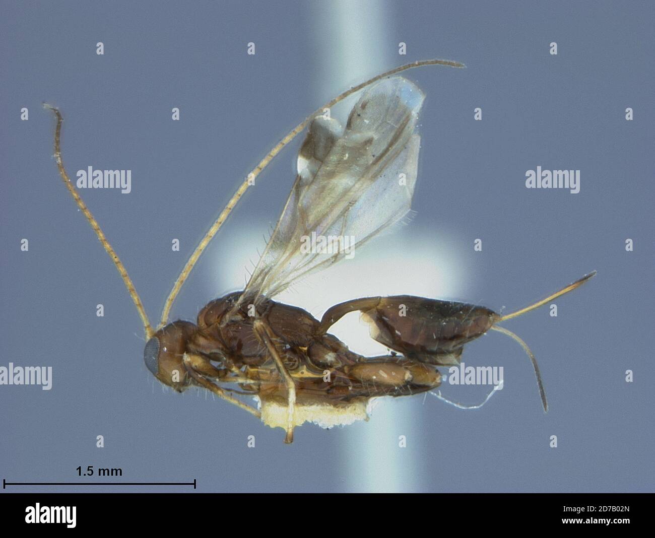 Manila, Rizal, Philippines, Spathius philippinensis Ashmead, Animalia ...