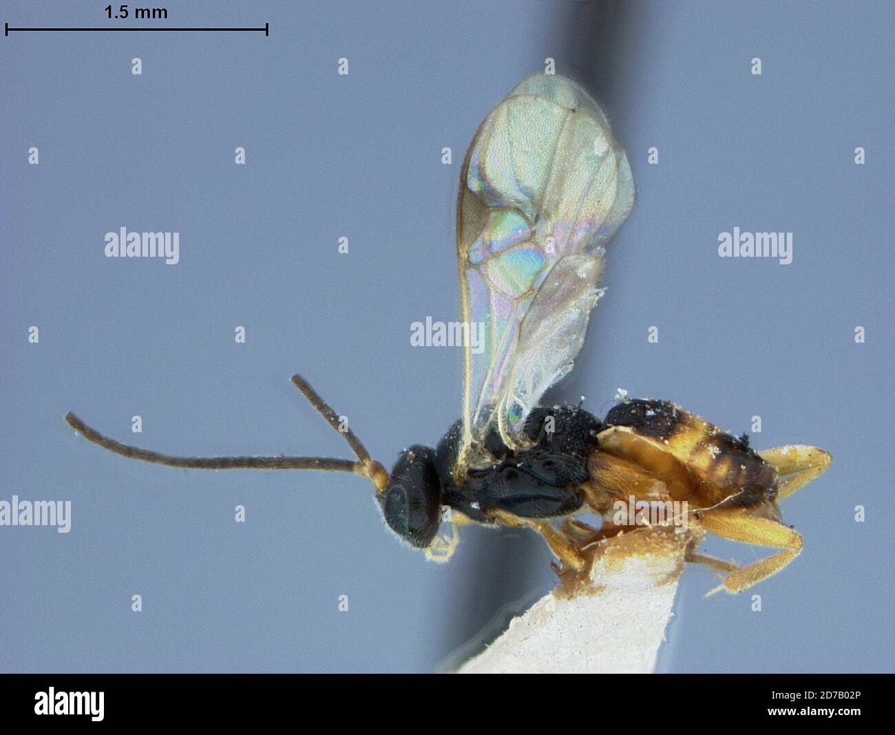 Canobie Lake, Rockingham, New Hampshire, United States, Apanteles ...