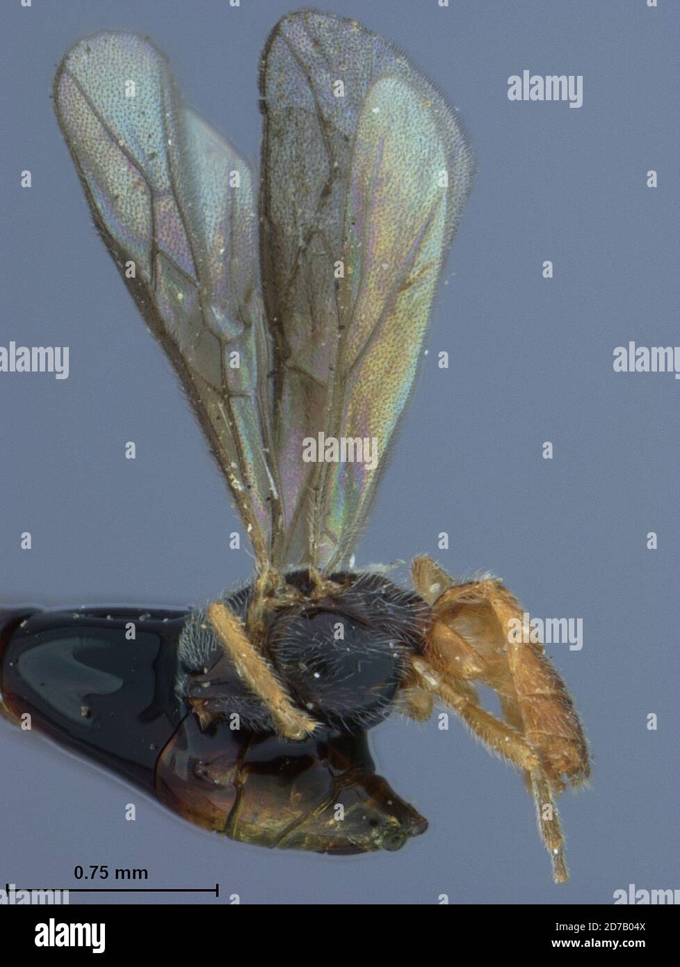 Microbracon pilosithorax ashmead hi-res stock photography and images ...