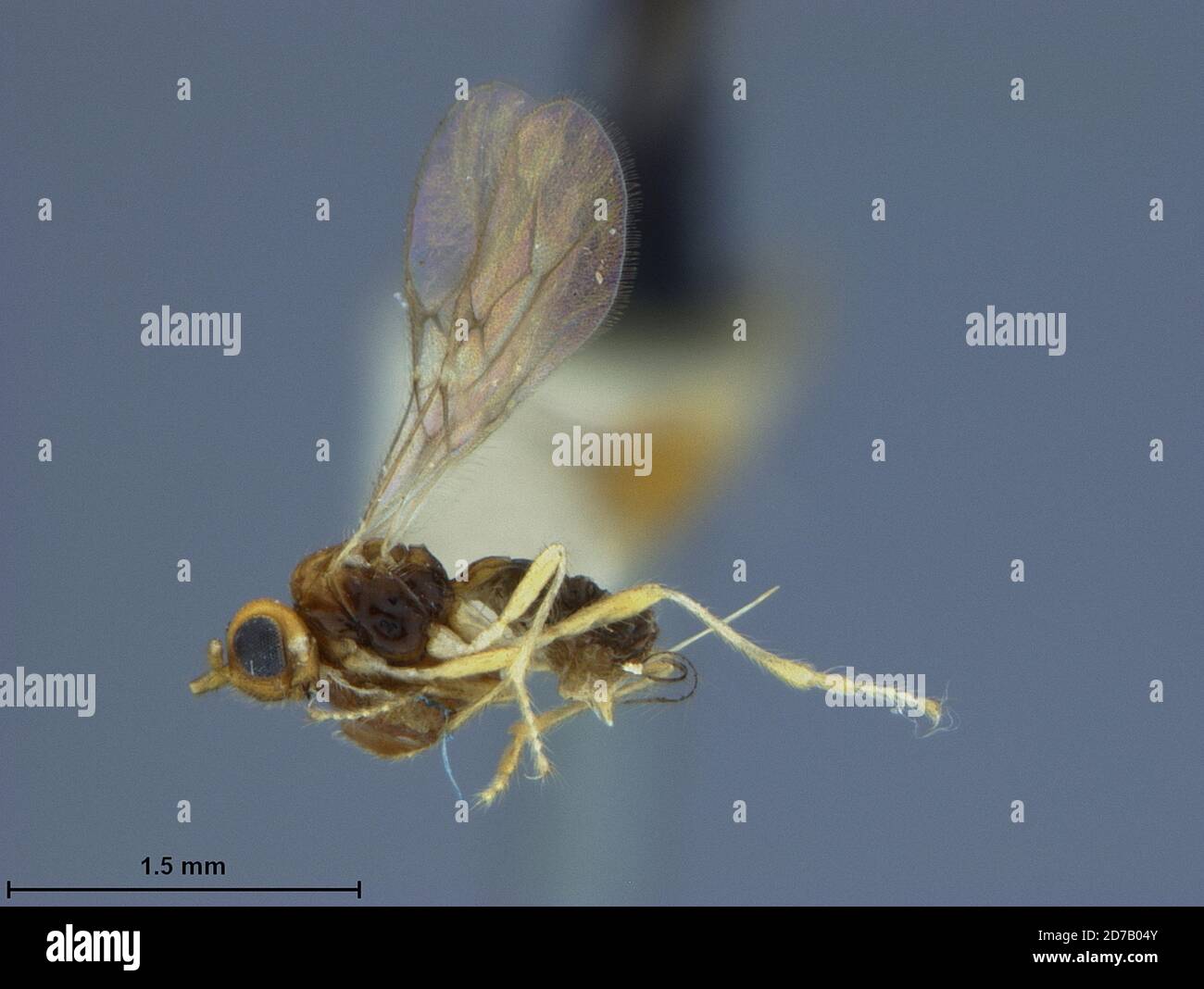Manila, Rizal, Philippines, Aclisis pleuralis Ashmead, Animalia ...