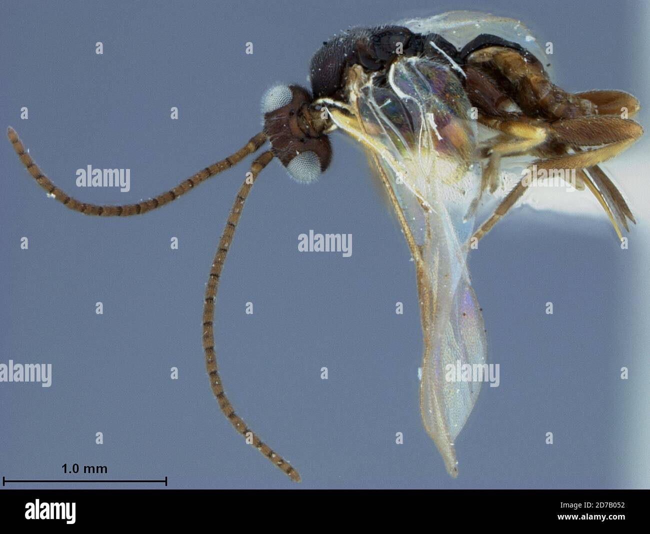 Manila, Rizal, Philippines, Urogaster philippinensis Ashmead, Animalia ...