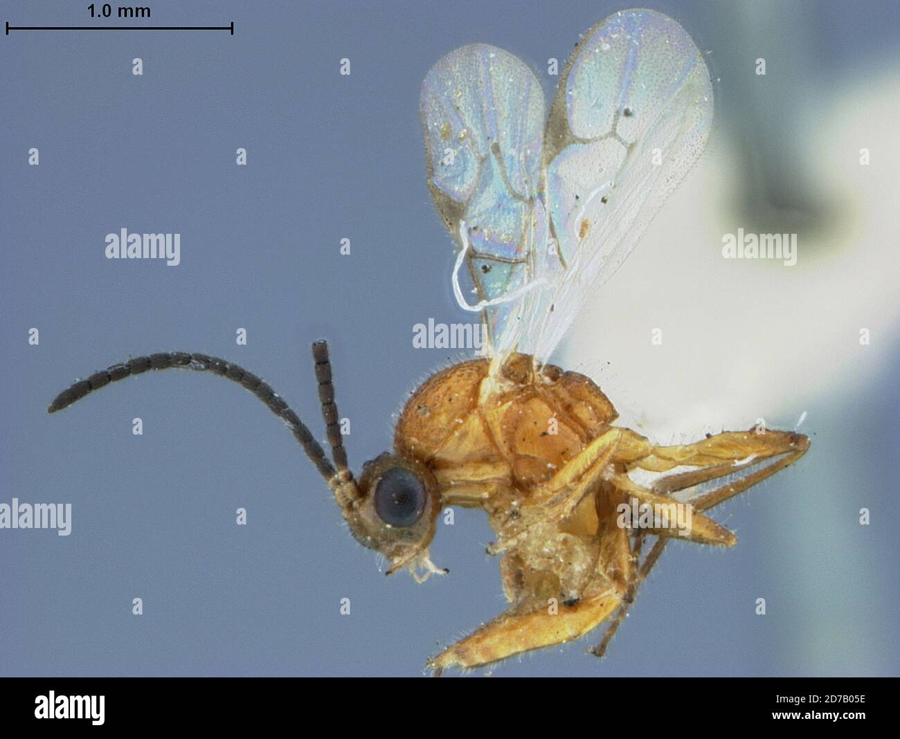 Jacksonville, Duval, Florida, United States, Aphidius pinaphidis ...