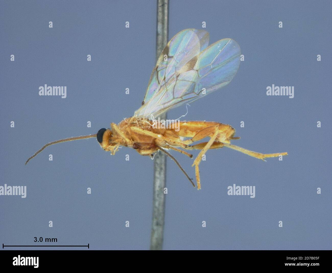 Rhogas platyptexygis ashmead hi-res stock photography and images - Alamy