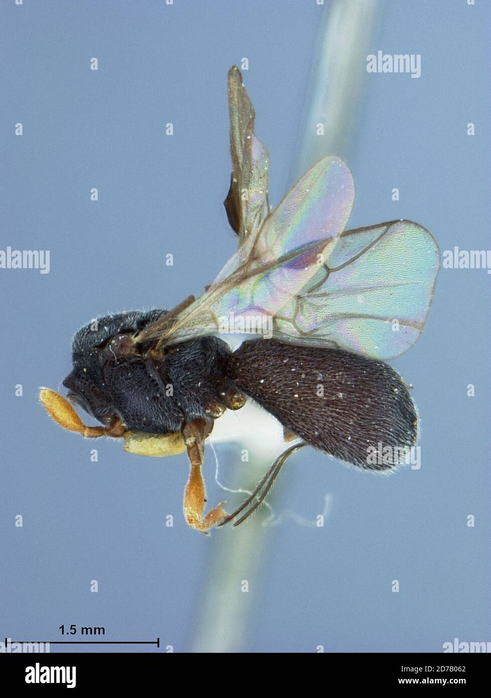 Virginia, United States, Urosigalphus robustus Ashmead, Animalia ...