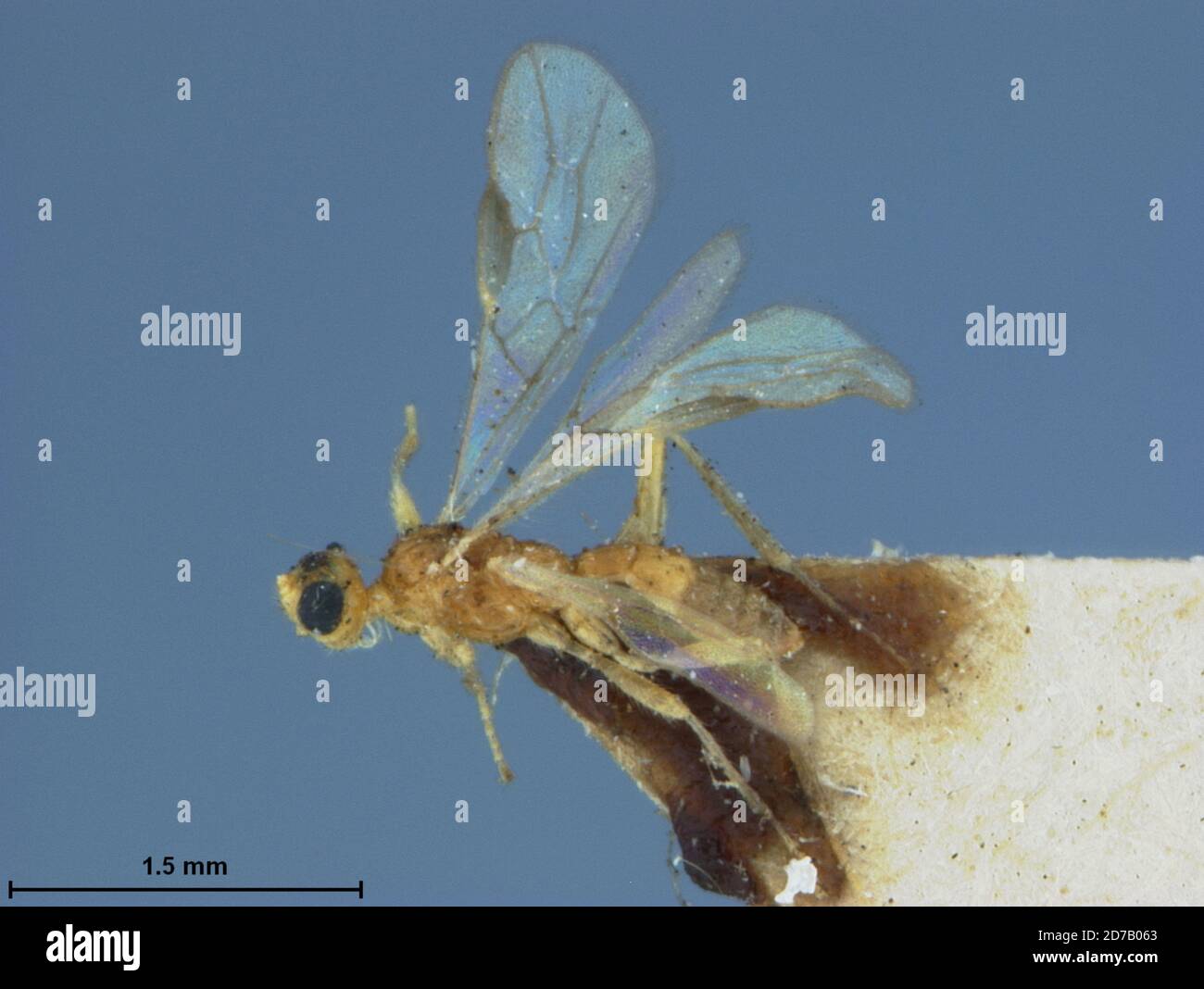 Bracon pomifoliellae Ashmead, Animalia, Arthropoda, Insecta ...