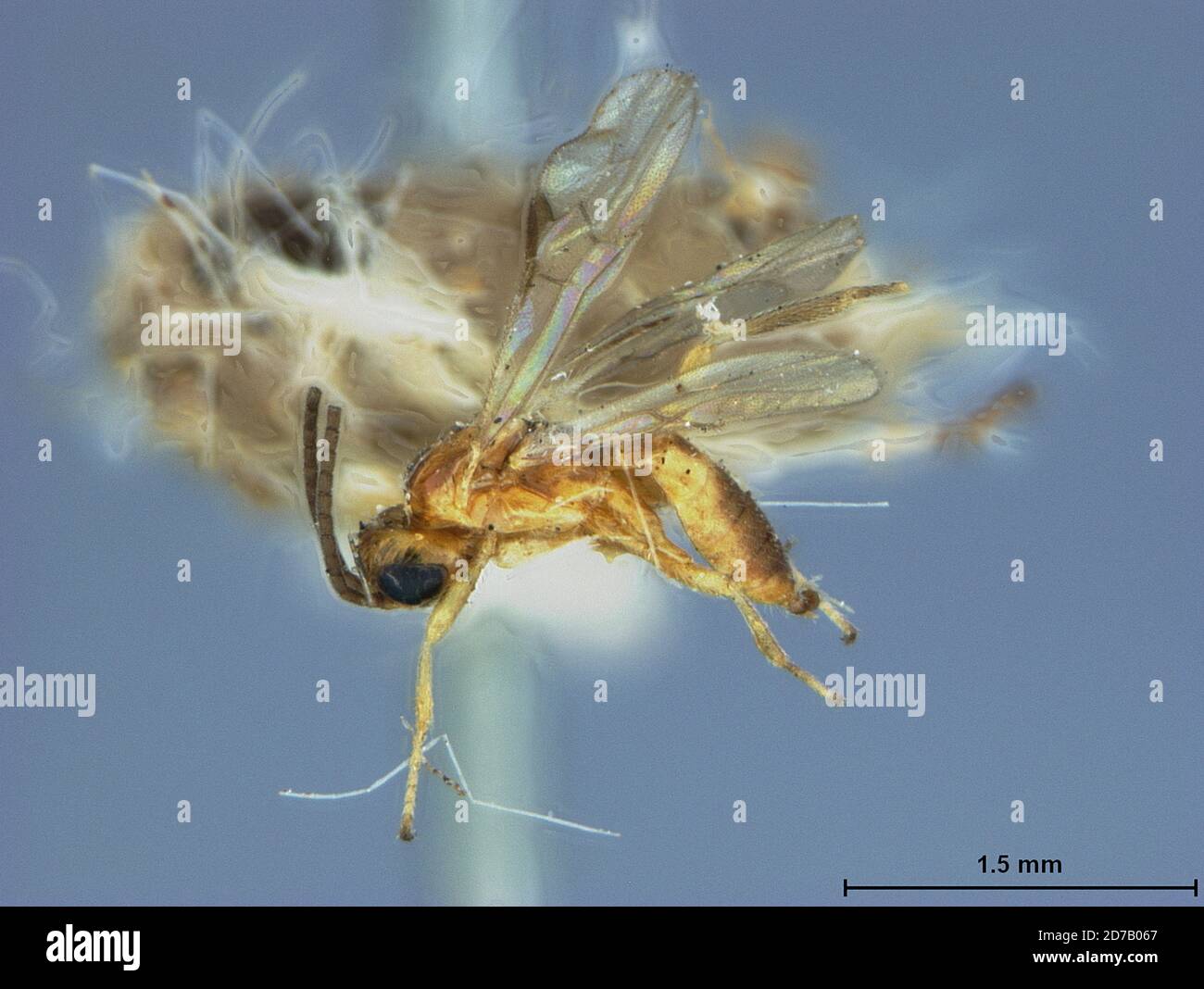 Bracon rhyssamati ashmead hi-res stock photography and images - Alamy