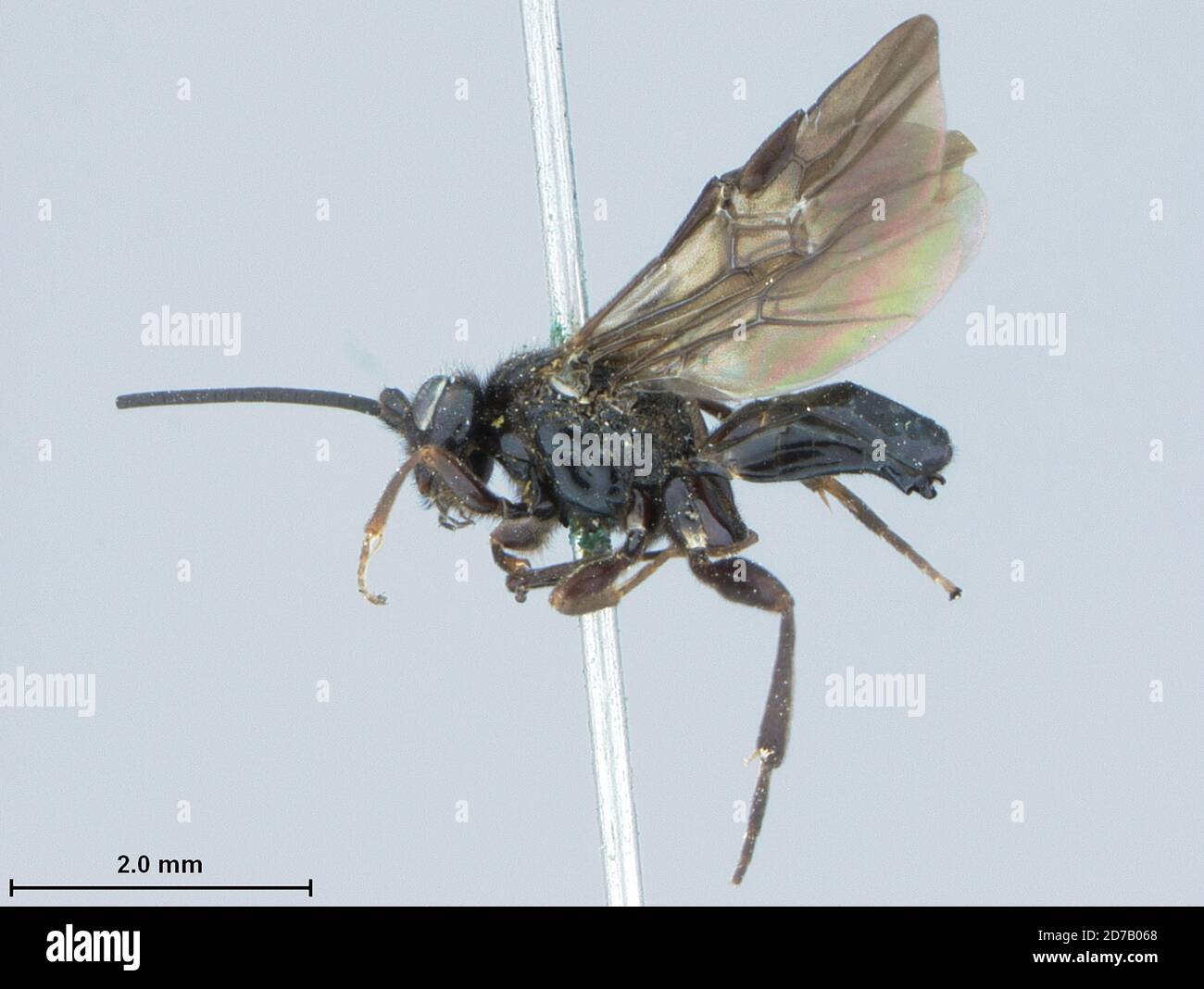 Los Angeles, California, United States, Toxoneura pluto Ashmead ...