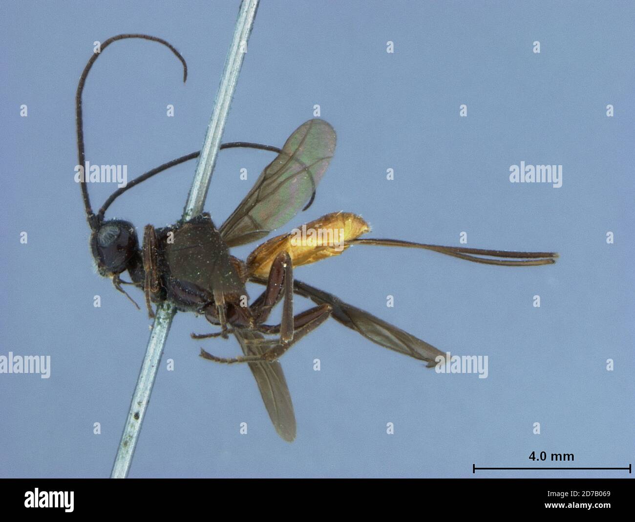Missouri, United States, Promachus sanguineiventris Ashmead, Animalia ...