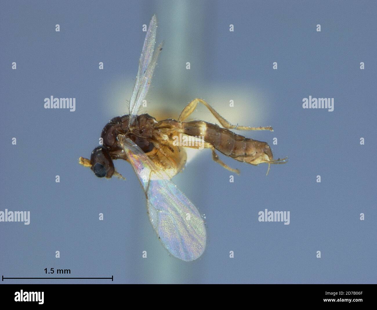 Trioxys rhagii ashmead hi-res stock photography and images - Alamy