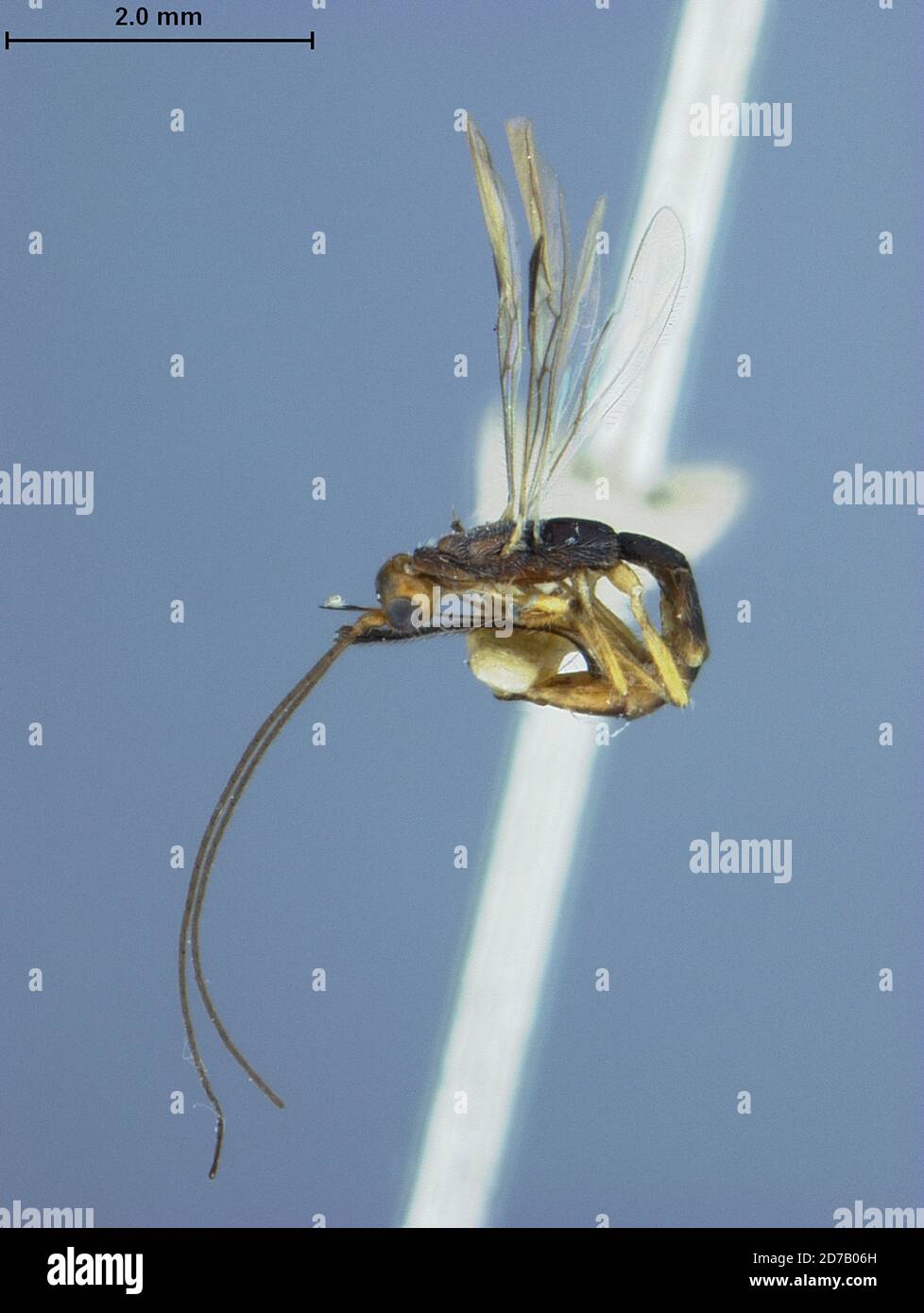 Manila, Rizal, Philippines, Hecabolus ruficeps Ashmead, Animalia ...