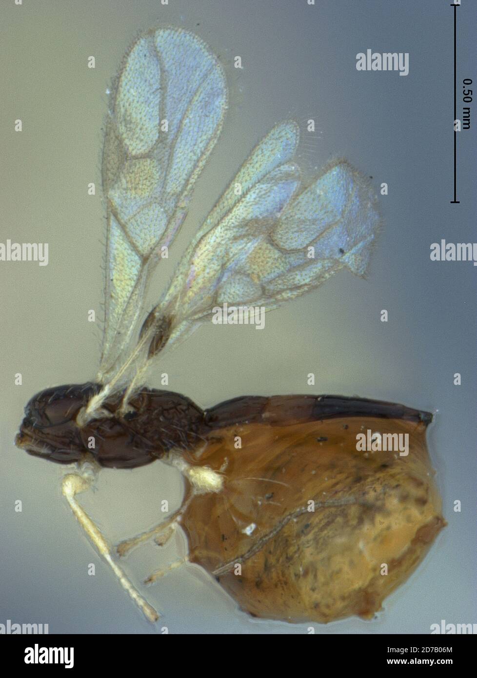 Manila, Rizal, Philippines, Hecabolus rubrocinctus Ashmead, Animalia ...