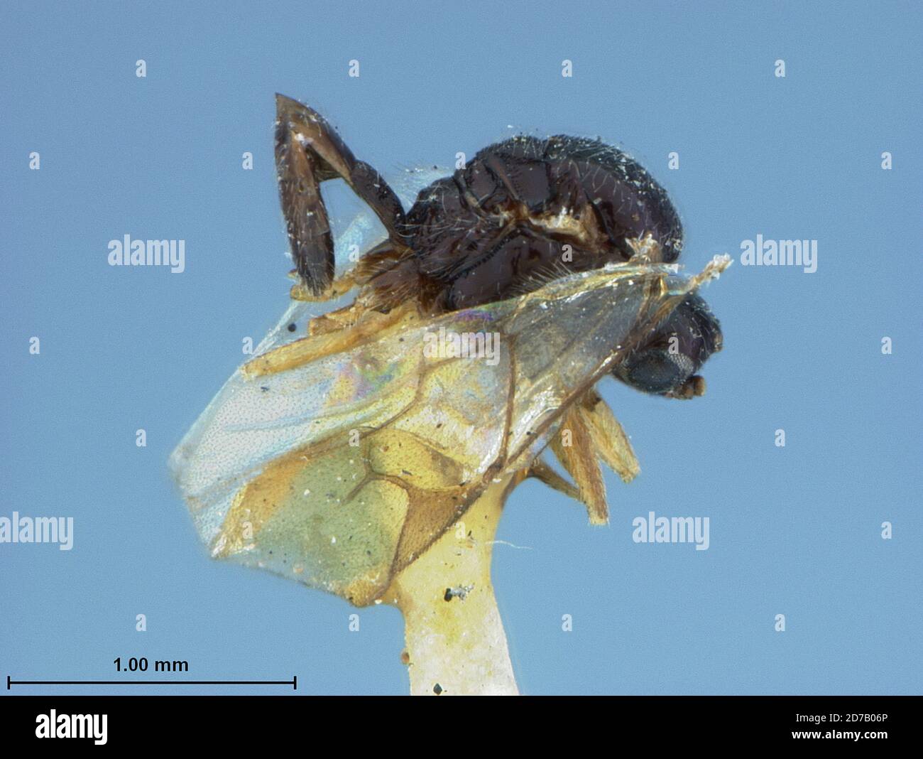 Aphidius procephali ashmead hi-res stock photography and images - Alamy