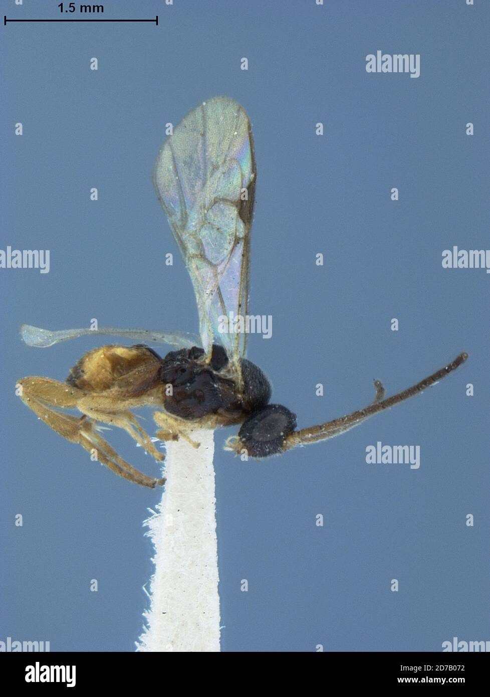 Punduloya, Sri Lanka, Apanteles pratapae Ashmead, Animalia, Arthropoda ...