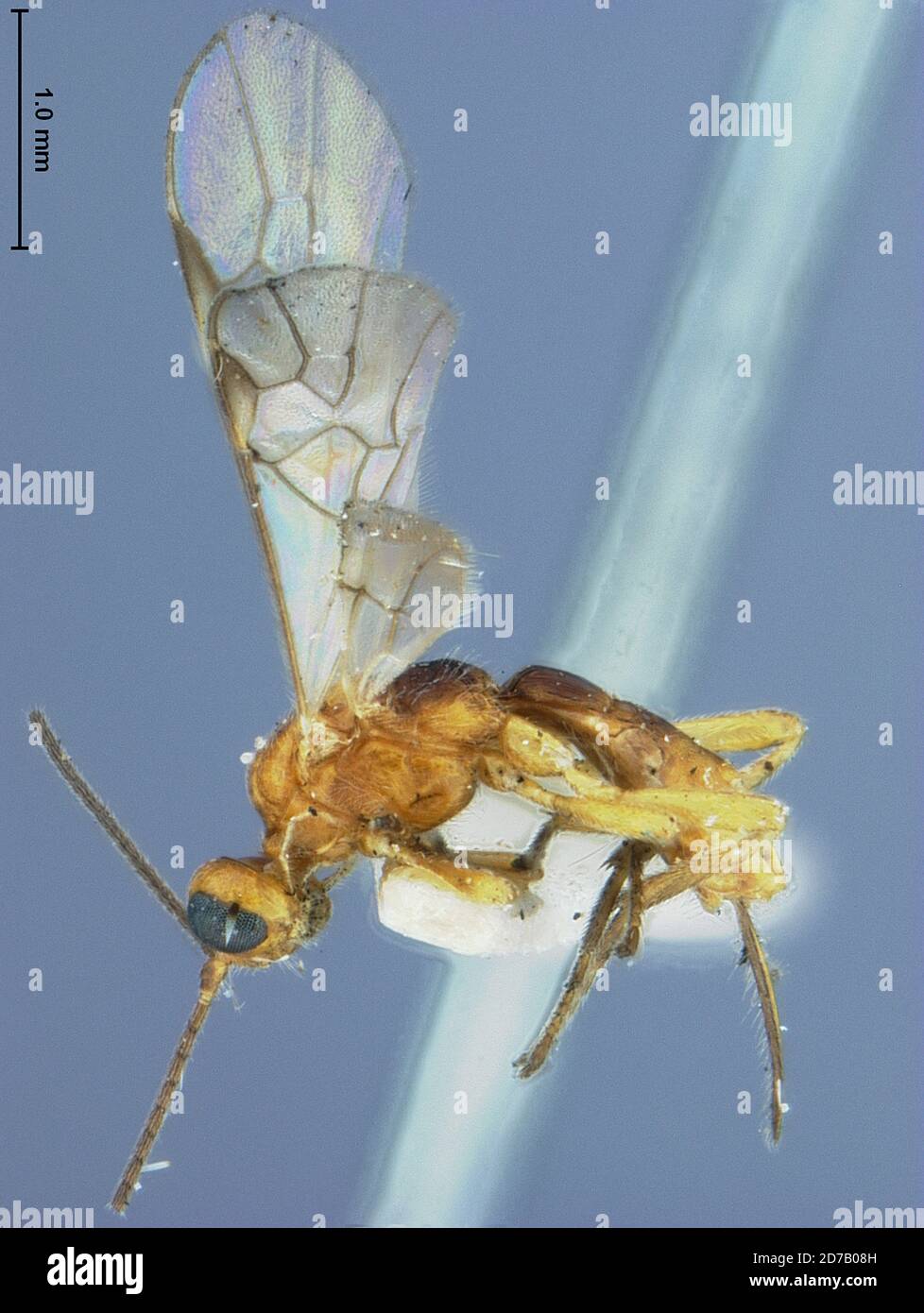 Tarsalis hi-res stock photography and images - Alamy