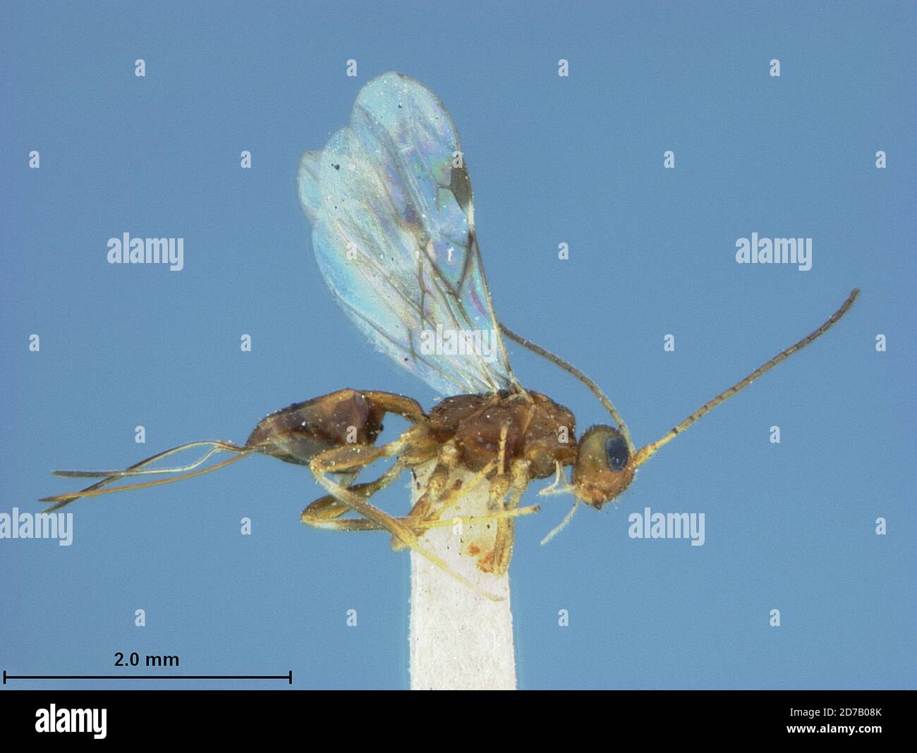 Alameda, California, United States, Spathius sequoiae Ashmead, Animalia ...