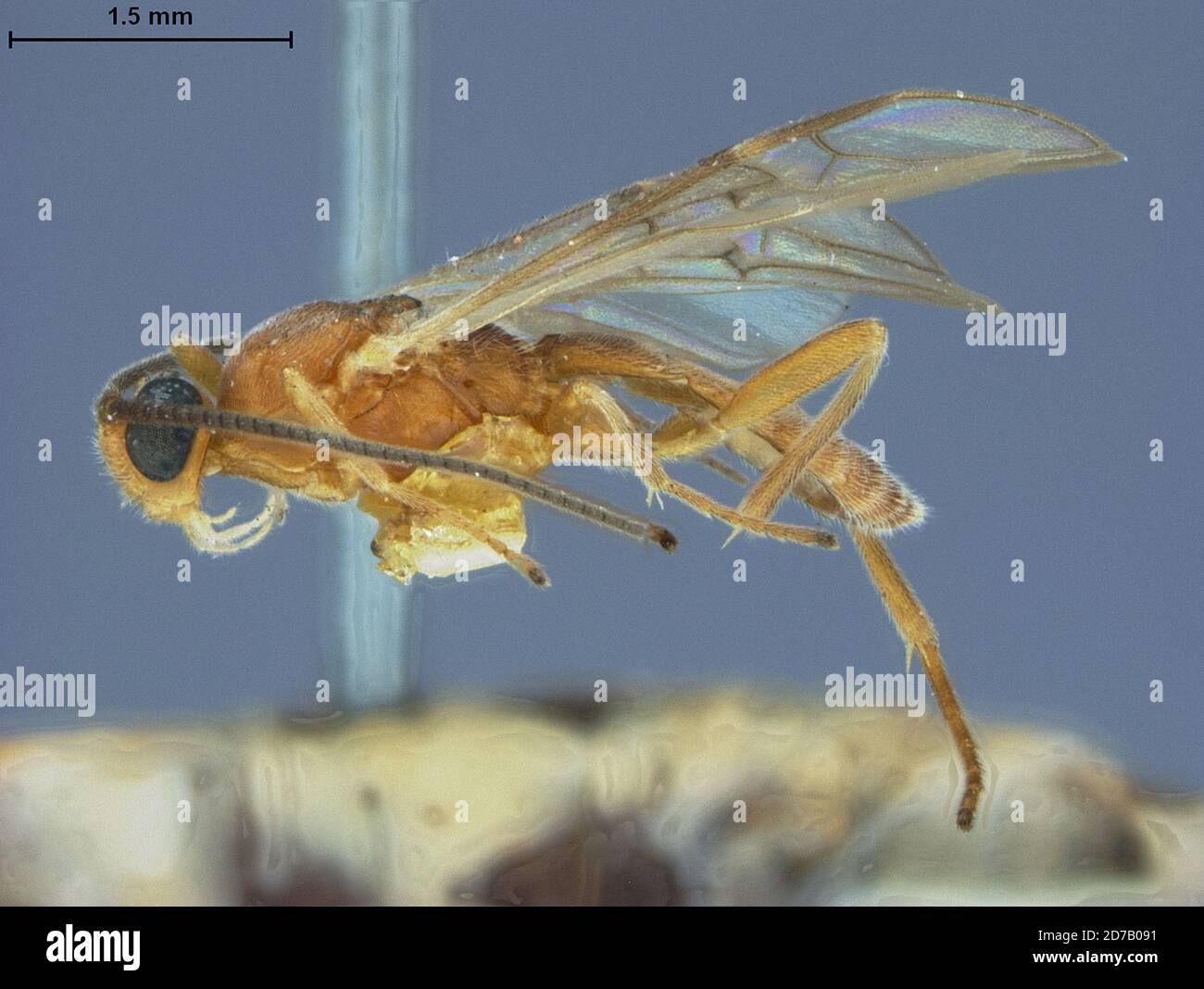 Rhogas simillimus ashmead hi-res stock photography and images - Alamy