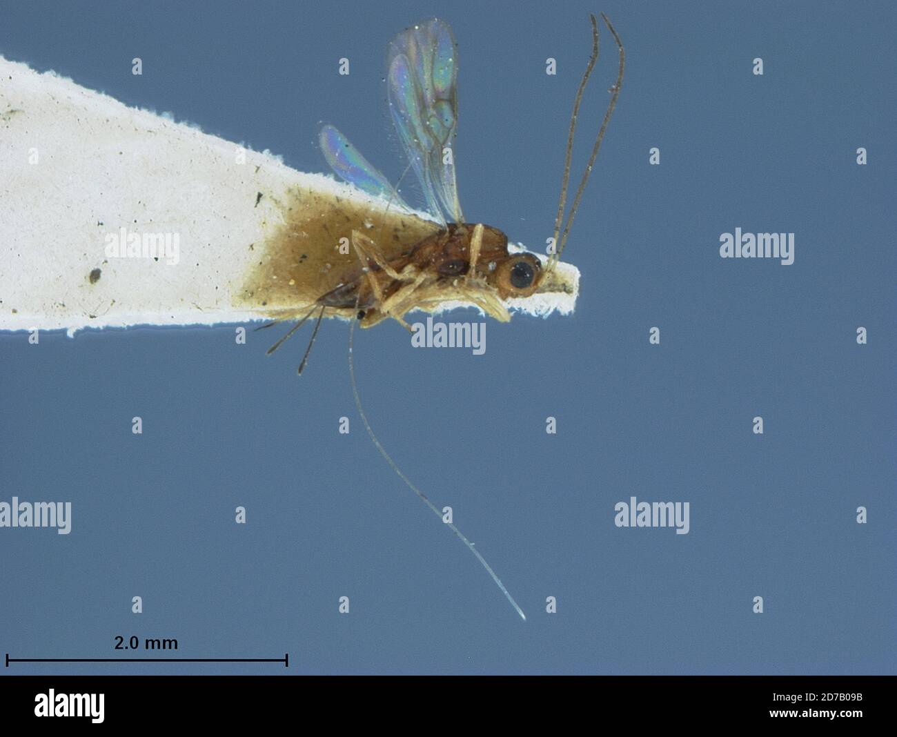 Saint Vincent, Saint Vincent and the Grenadines, Ecphylus (Lysitermus ...