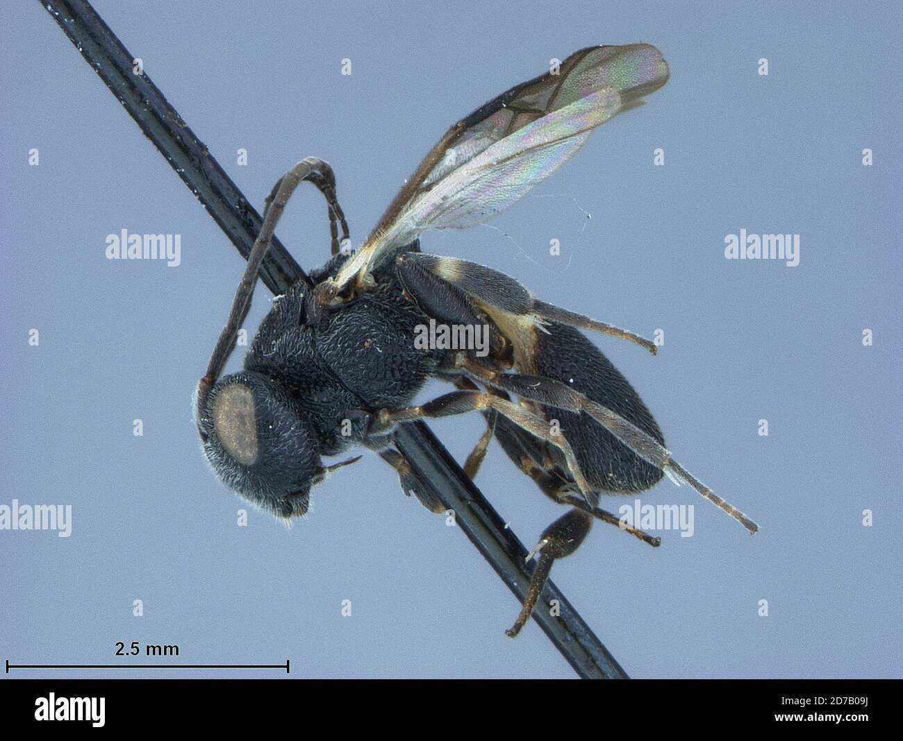 Manila, Rizal, Philippines, Chelonus semihyalinus Ashmead, Animalia ...