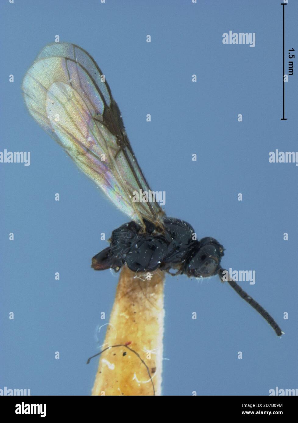 Smiths park gulch hi-res stock photography and images - Alamy