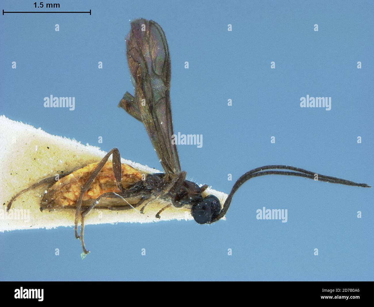 Bracon semingis ashmead hi-res stock photography and images - Alamy