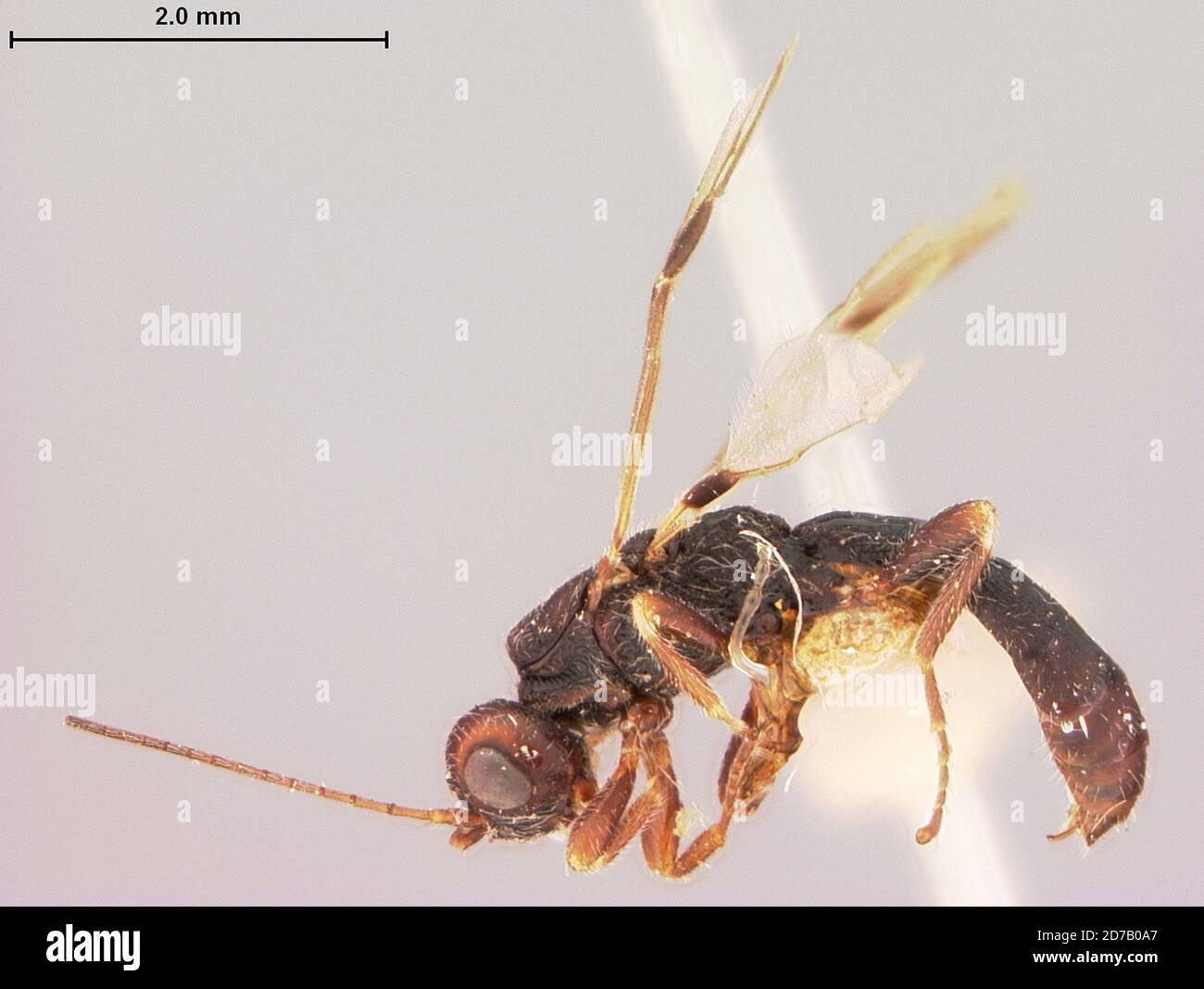 Cypress Mills, Blanco, Texas, United States, Heterospilus texanus ...