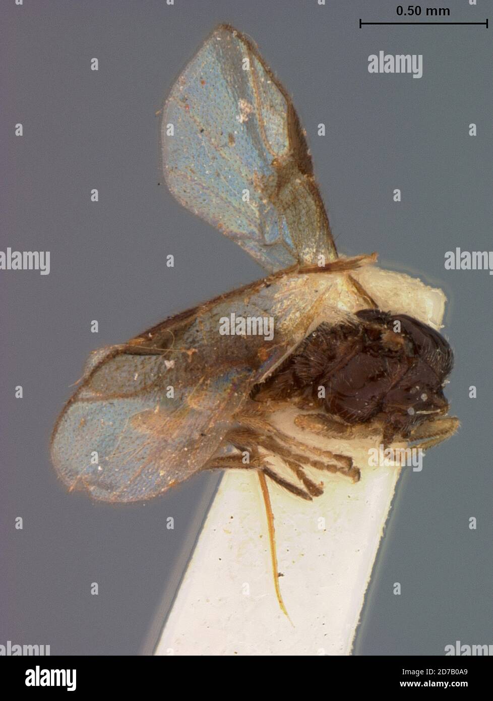 Virginia, United States, Centistes virginiensis Ashmead, Animalia ...