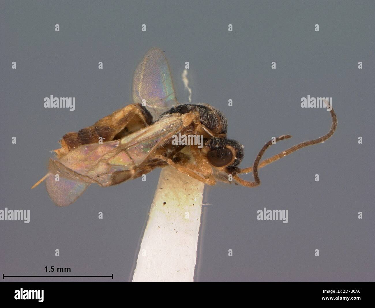 San Diego, California, United States, Bracon xanthonotus Ashmead ...